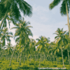 Cocos nucifera (Coconut) - e-Flora of India