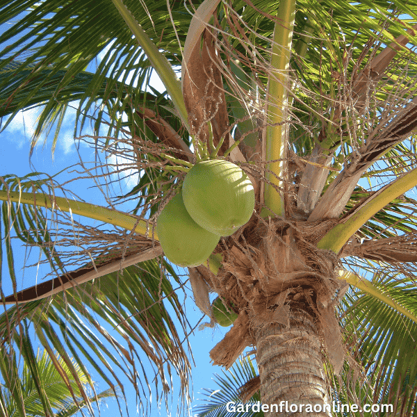 Cocos nucifera (Coconut) - e-Flora of India